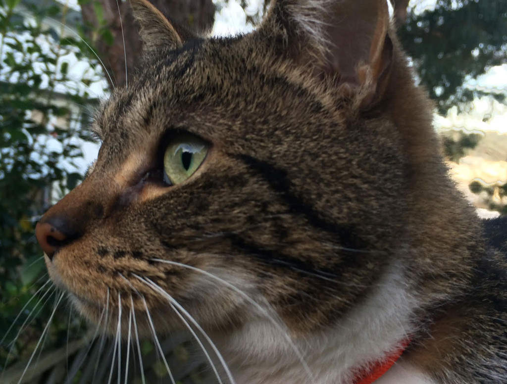 Elvis – Cattracker